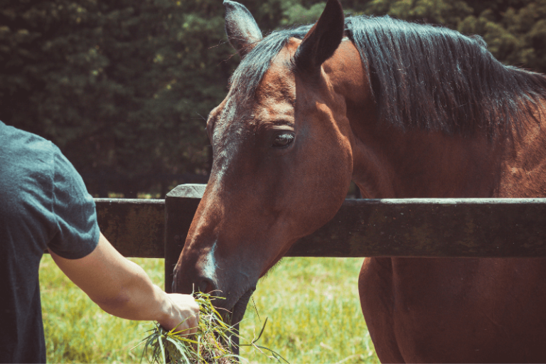 ¿Cómo alimentar a los caballos de manera correcta? – Fafer